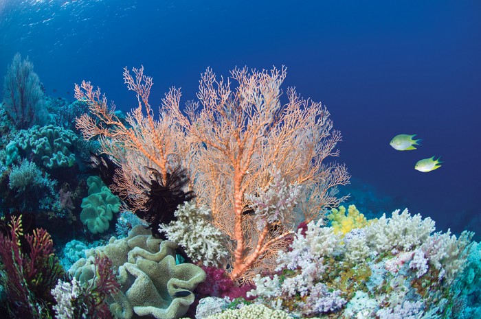 Climate change is destroying our coral reefs. Here’s how scientists ...