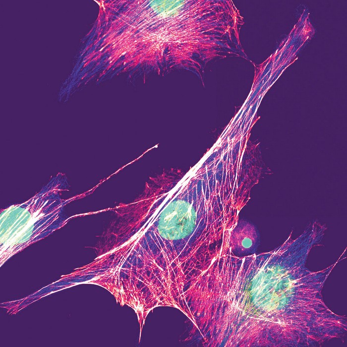 Chemistry in Pictures: The inner life of cells