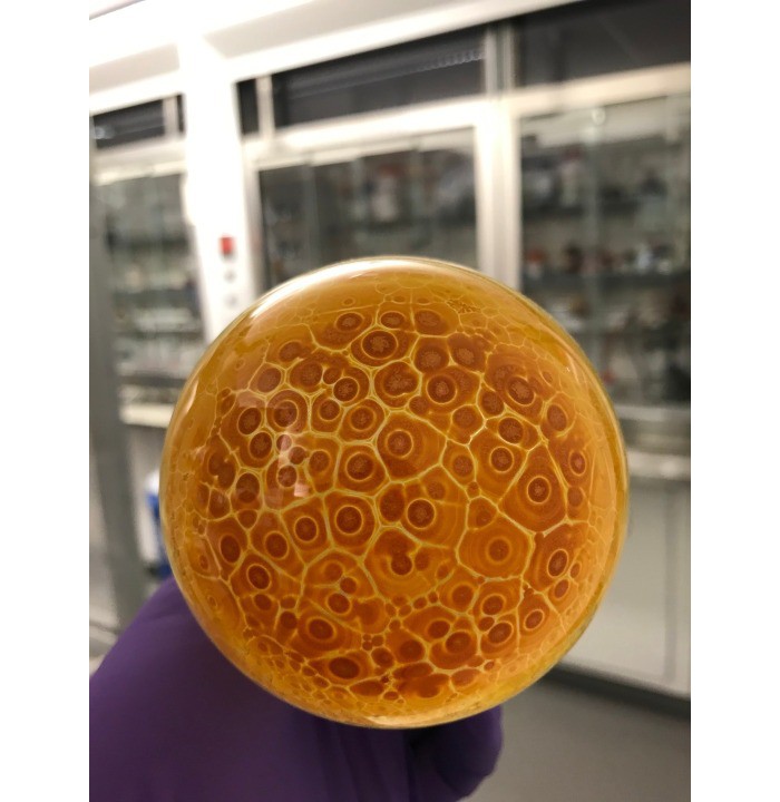 Chemistry in Pictures: Orange organelles