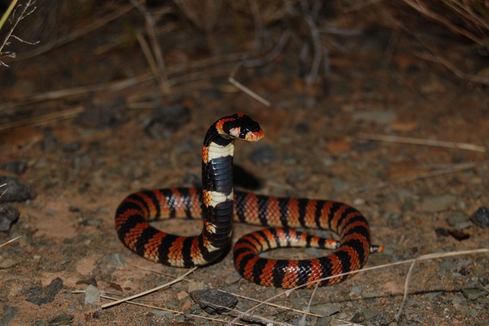 Tiny lab-grown snake glands produce venom