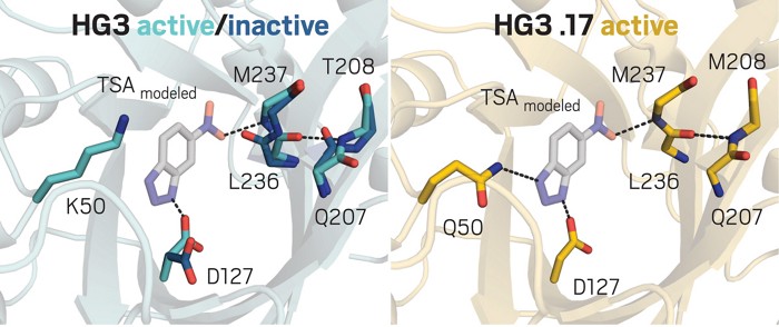 Protein dynamics play major role in directed evolution’s success