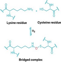 Dithiols-limit-number-disulfide-isomers