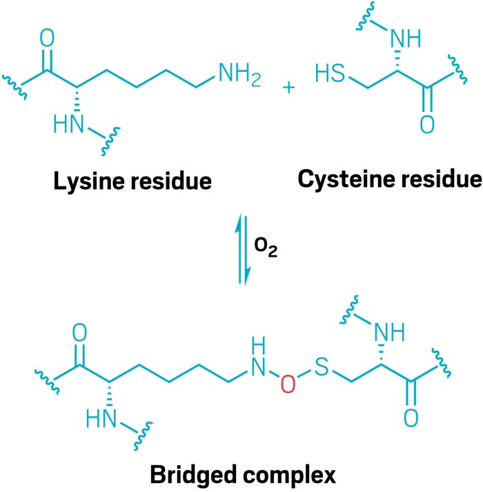 Lysine Amino Acid