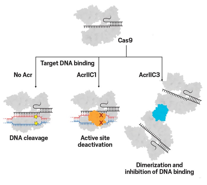 Unleashing the Anti-CRISPER'S – Shepherds Heart