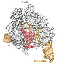 Video: How CRISPR-Cas9 works