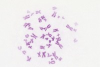 Save Space Genomic Dna Packaged