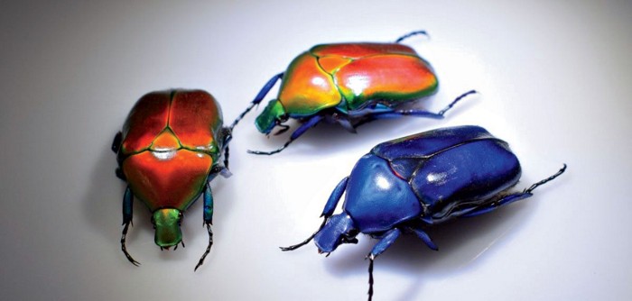 Beetle shells provide beauty and brawn