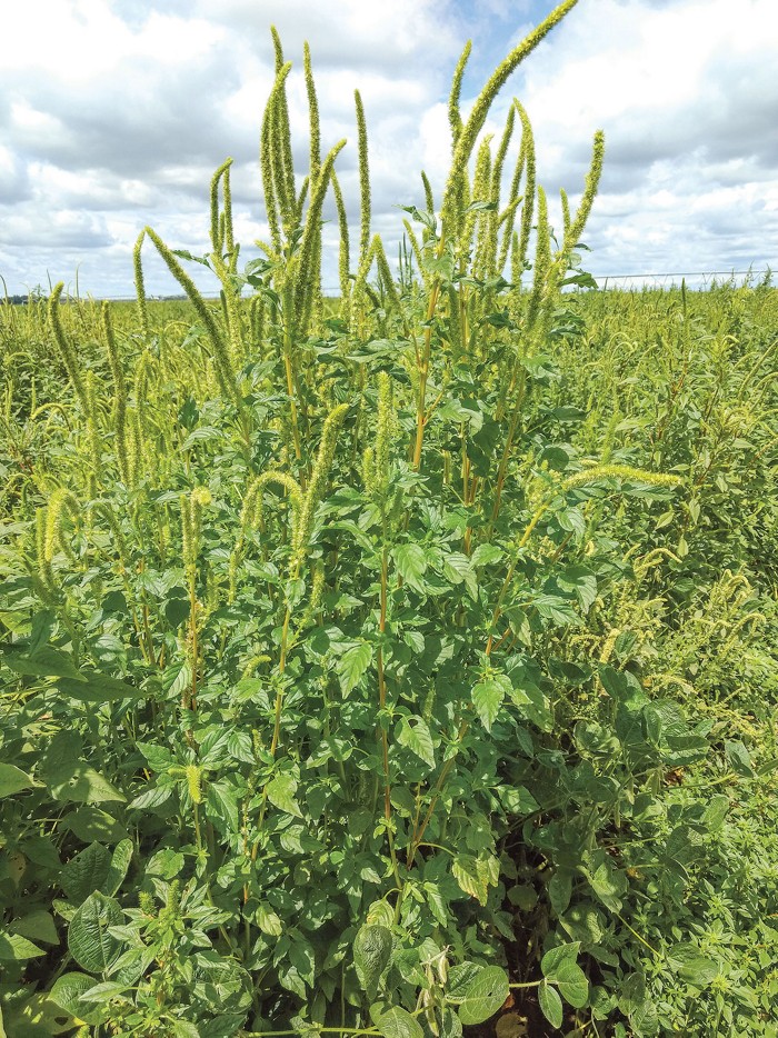 Enko and Bayer sign crop protection deal