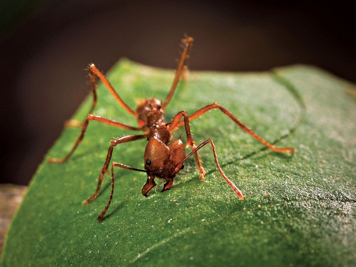 Metallic edges make ant teeth razor sharp