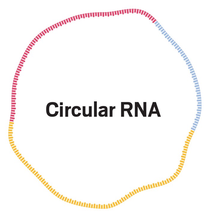 Orna Therapeutics launches with $80 million for circular mRNA therapies