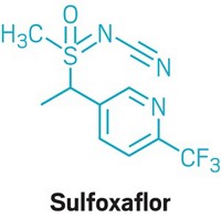 Sulfoxaflor pesticide returns to the US market